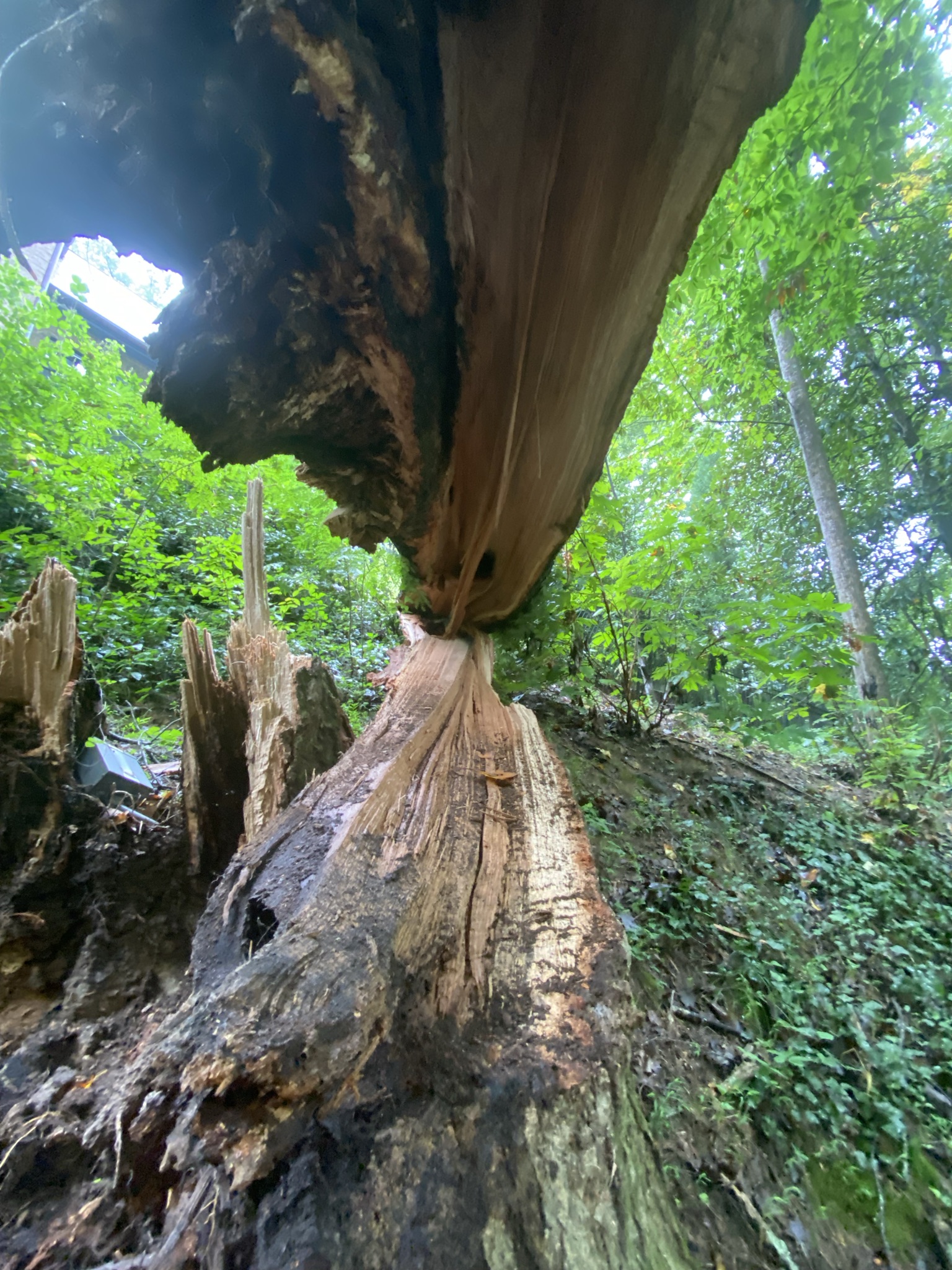 Gallery | Buford, GA | Muller Tree