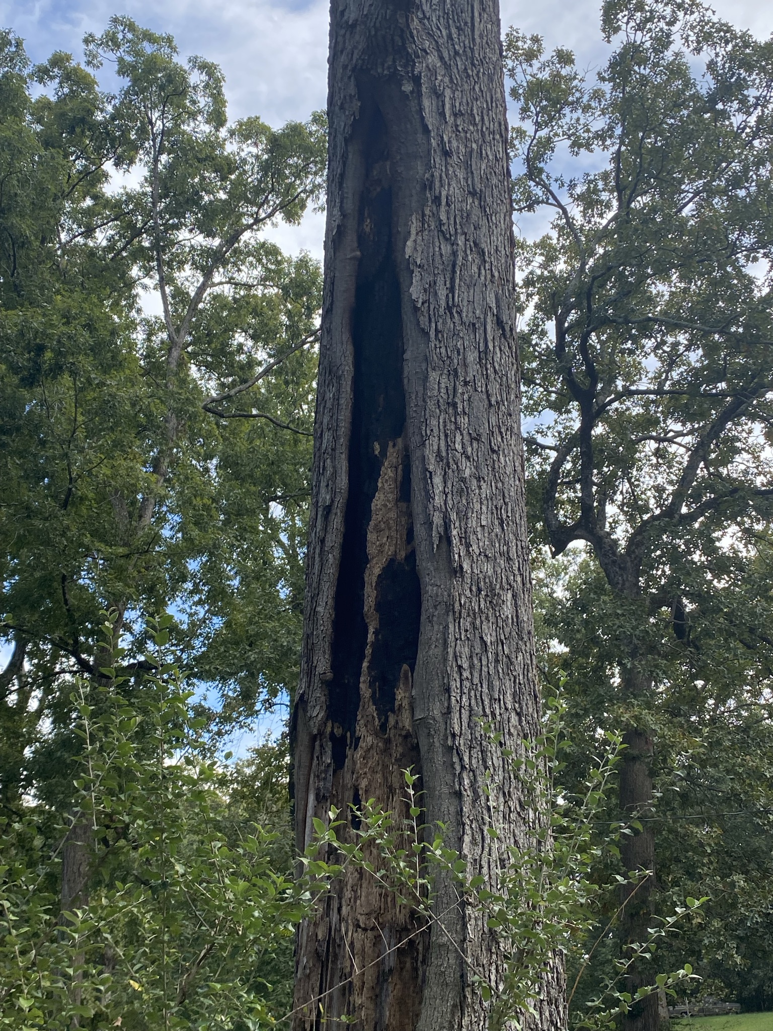 Gallery | Buford, GA | Muller Tree