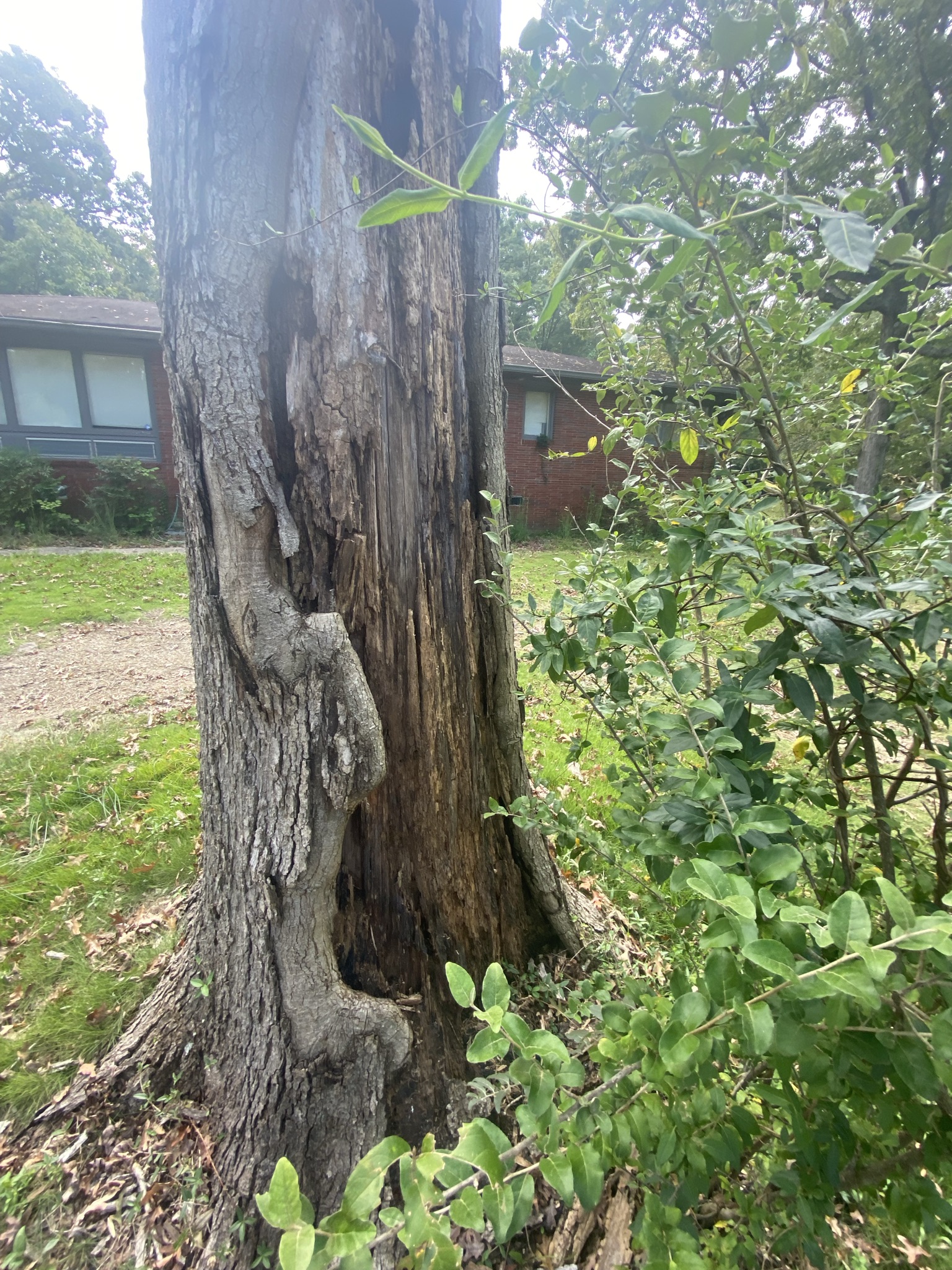 Gallery | Buford, GA | Muller Tree