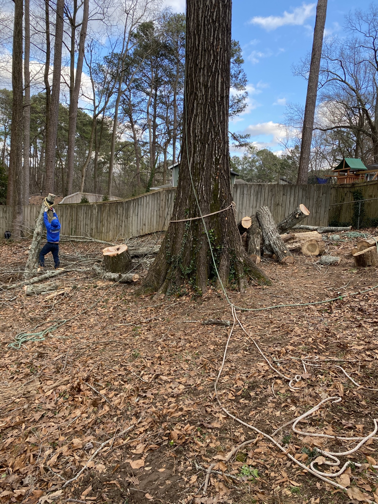 Gallery | Buford, GA | Muller Tree