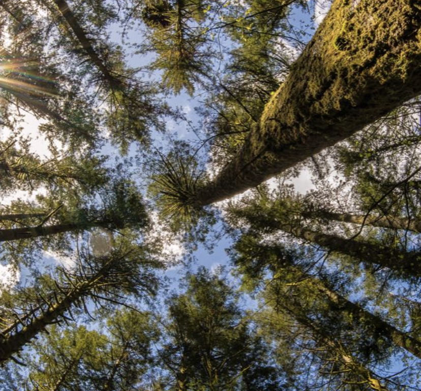 Gallery | Buford, GA | Muller Tree
