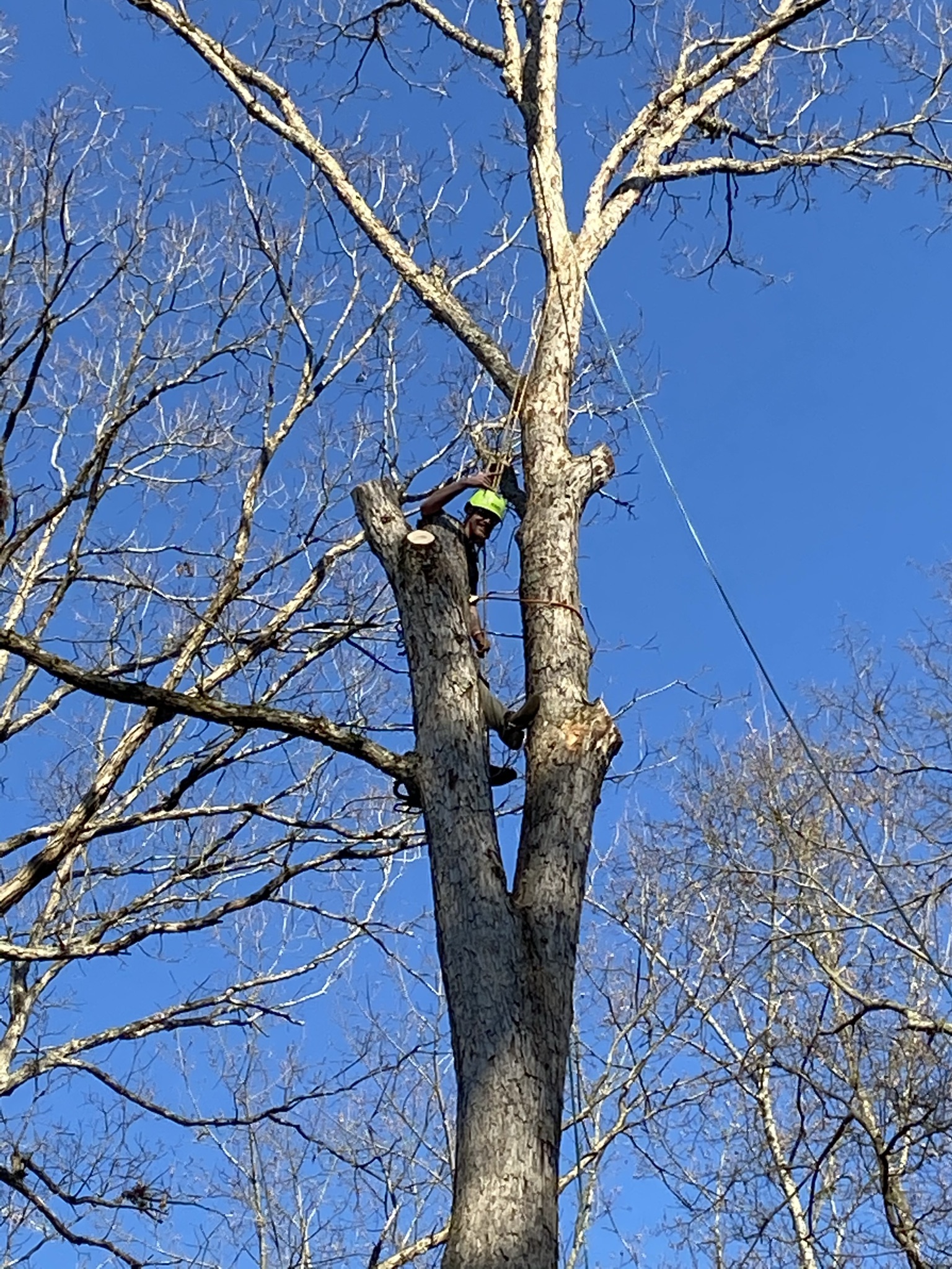 Gallery | Buford, GA | Muller Tree