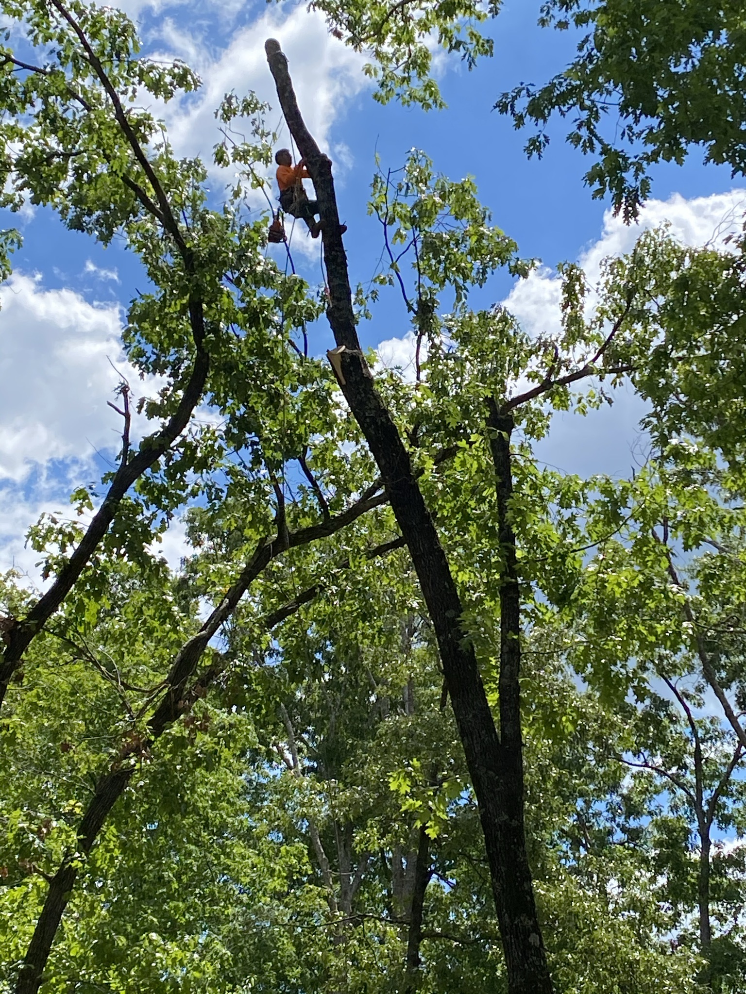 Gallery | Buford, GA | Muller Tree