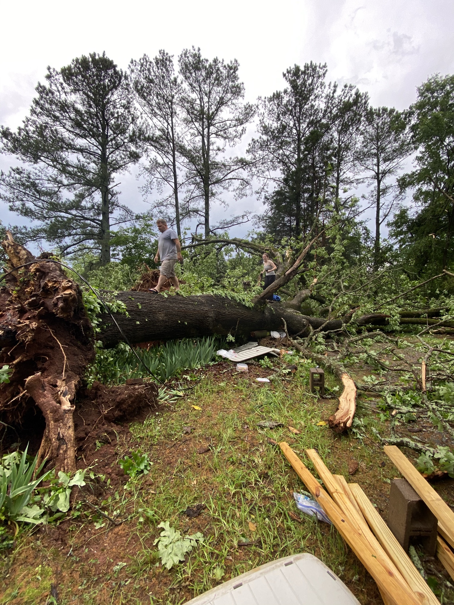 Gallery | Buford, GA | Muller Tree