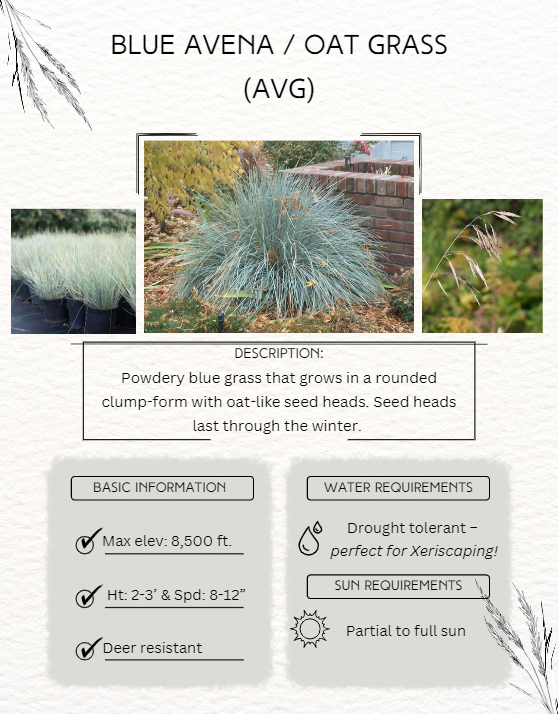 Plants That Grow Well In Colorado