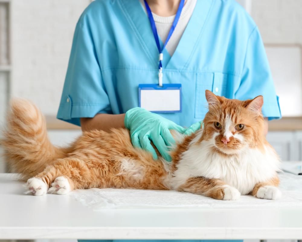 Torigen’s Autologous Cancer Vaccine – Fight Cancer in Dogs