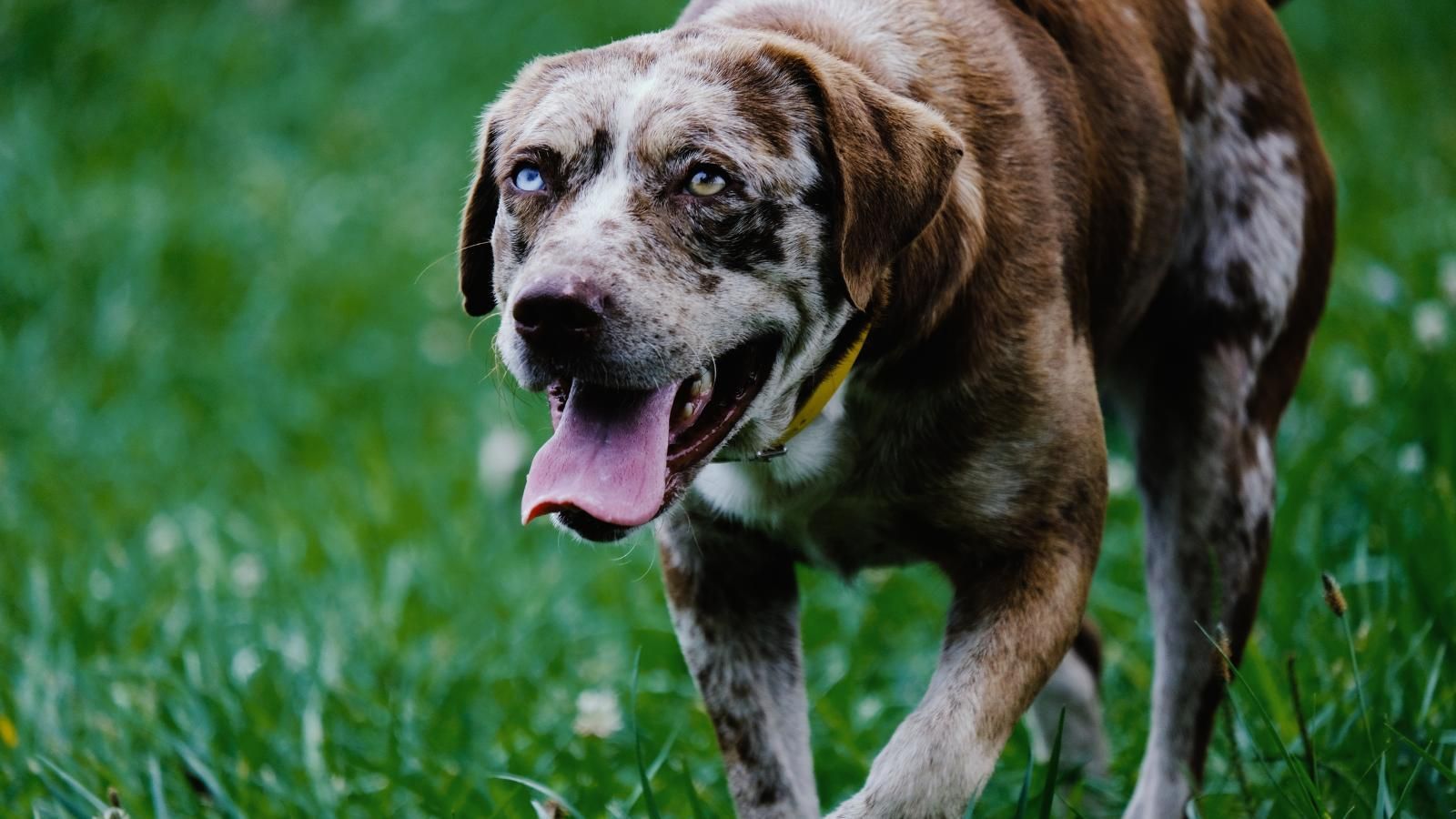 Senior Dog Slowing Down? Signs It Might Be Hip Dysplaysia.