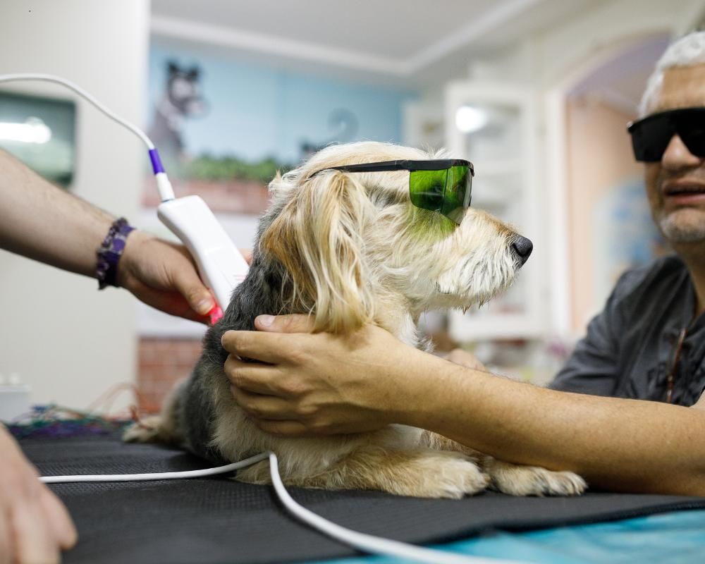 Torigen’s Autologous Cancer Vaccine – Fight Cancer in Dogs