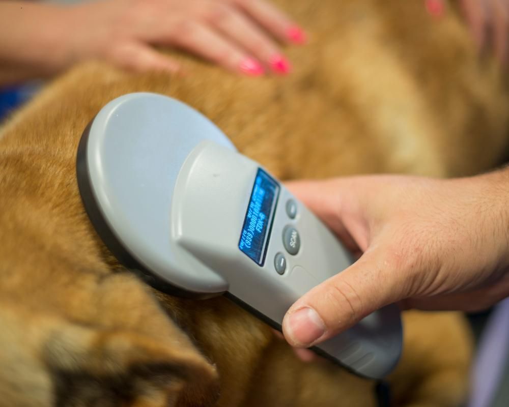 Torigen’s Autologous Cancer Vaccine – Fight Cancer in Dogs