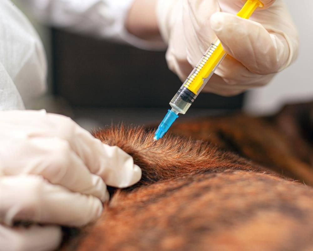 Torigen’s Autologous Cancer Vaccine – Fight Cancer in Dogs