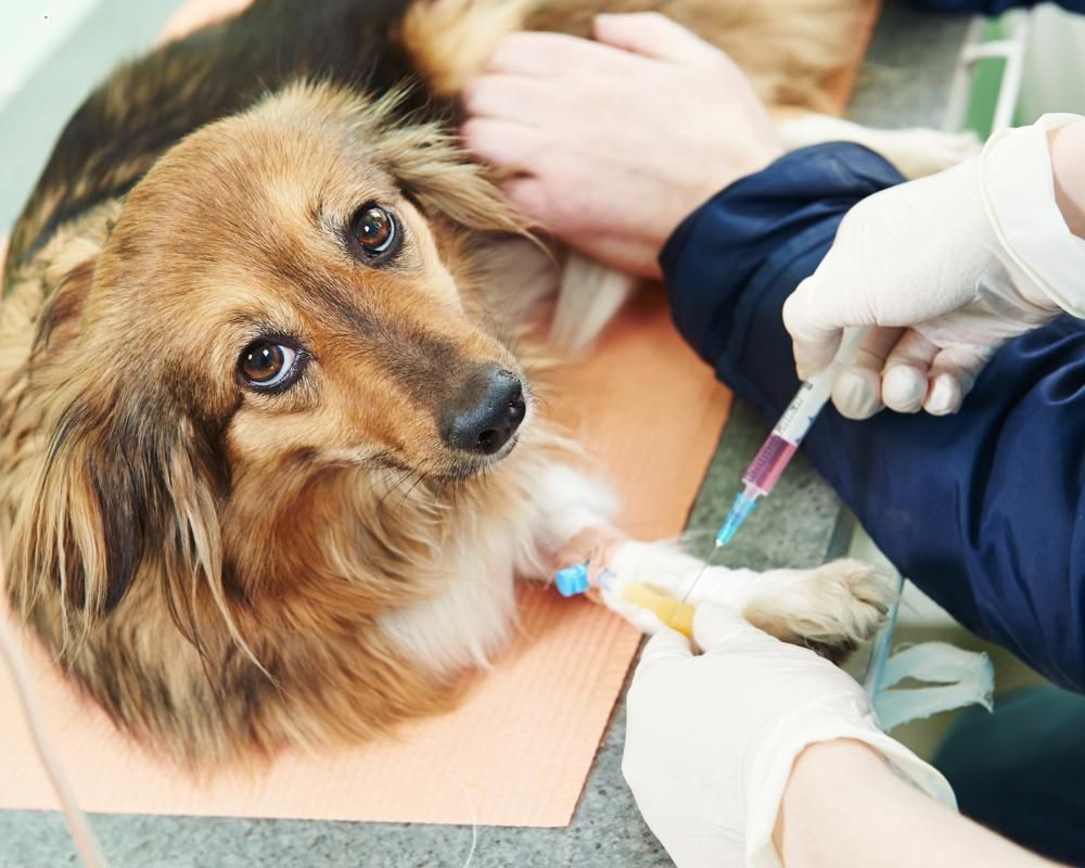 Torigen’s Autologous Cancer Vaccine – Fight Cancer in Dogs