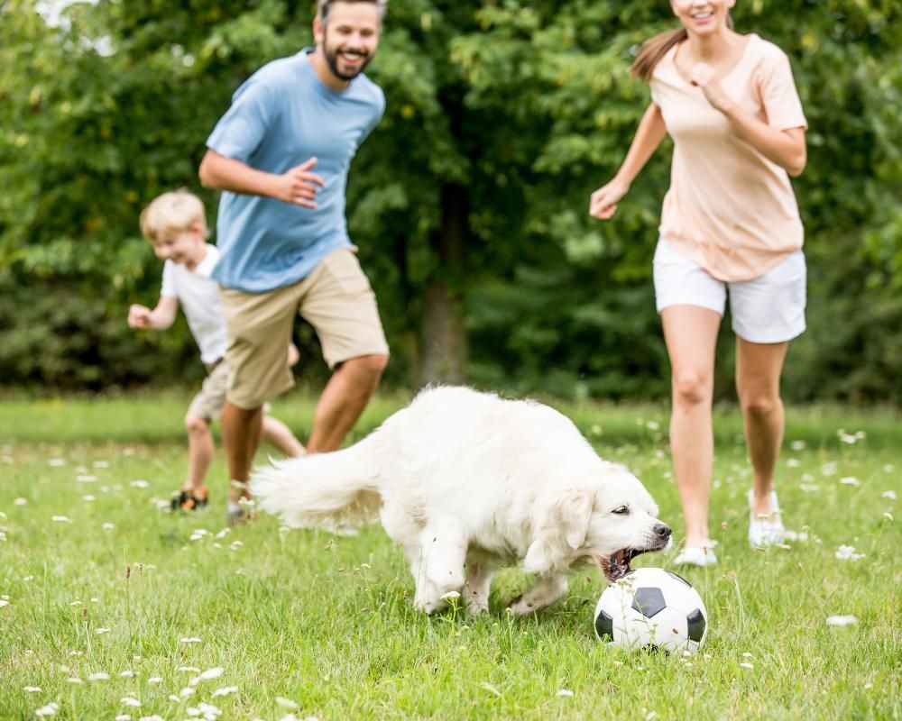 Torigen’s Autologous Cancer Vaccine – Fight Cancer in Dogs