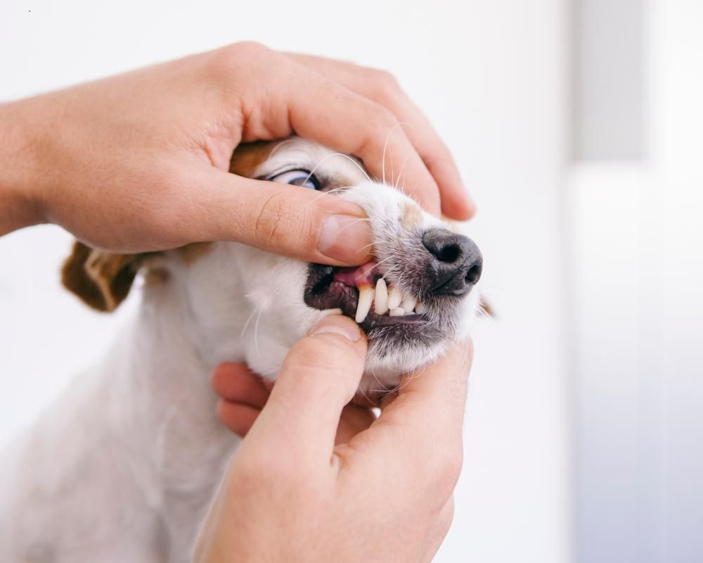Torigen’s Autologous Cancer Vaccine – Fight Cancer in Dogs