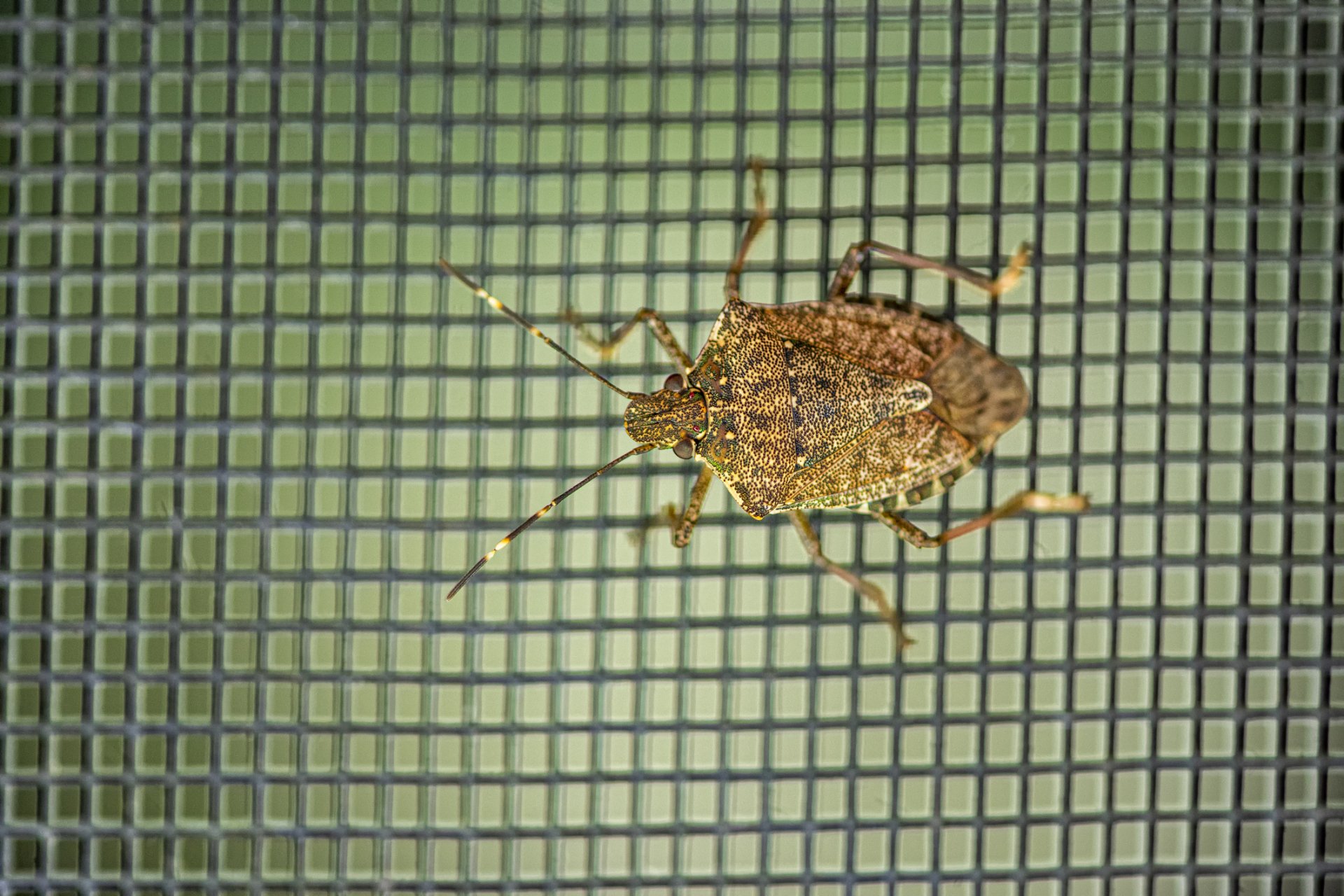 Fly Screens Perth | Osborne Flyscreens & Security Doors