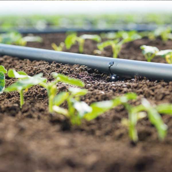 Agronomist in the Tablelands | TGT Pty Ltd