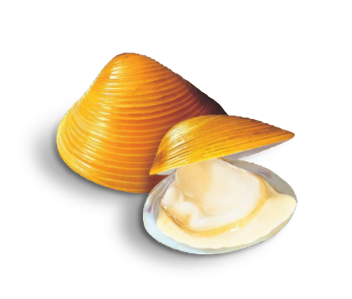 Super Golden Clam - Prife