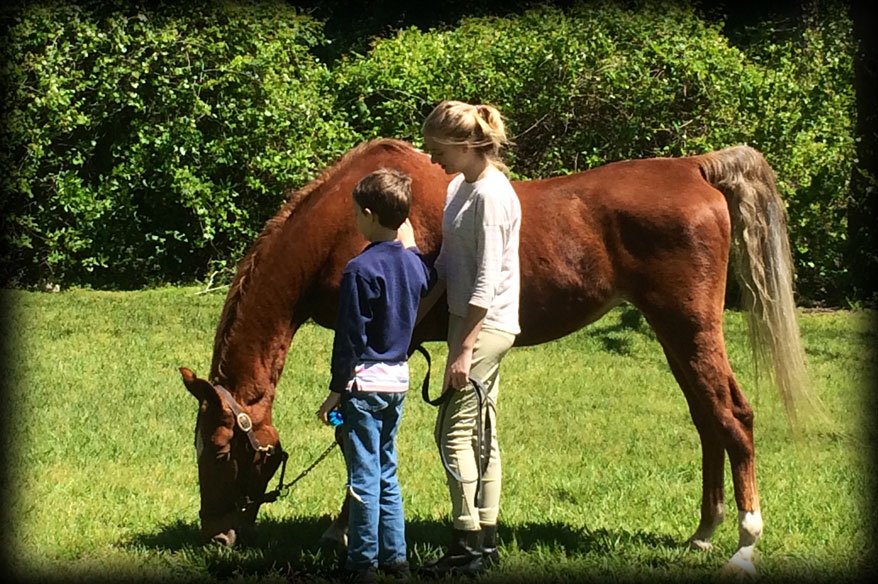 Vantage Point Farm • Tomball, TX • Photo Galleries