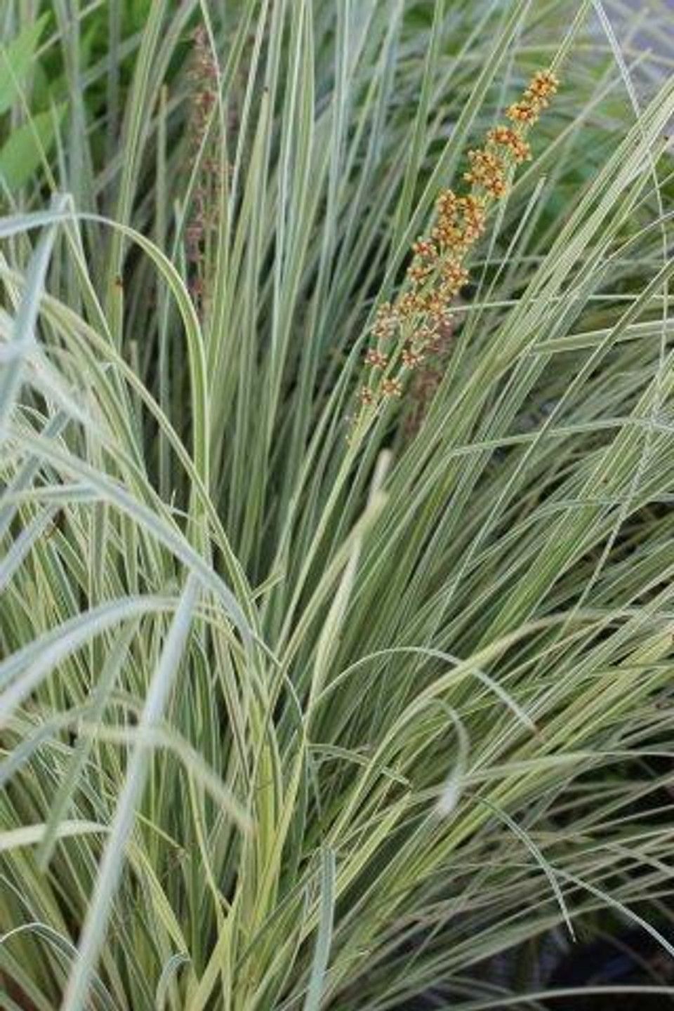 LOMANDRA LONGIFOLIA PLATINUM BEAUTY