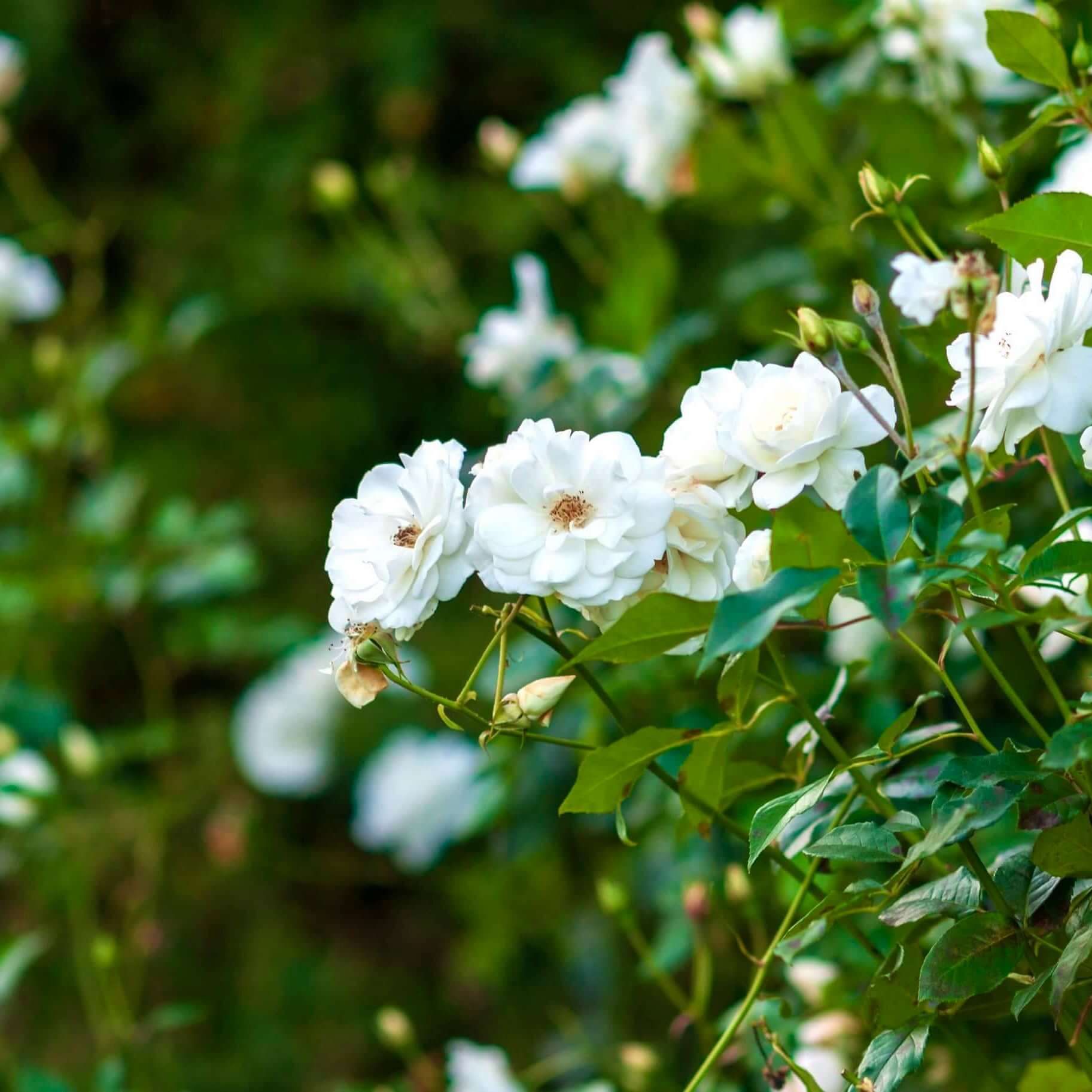 White iceberg roses store