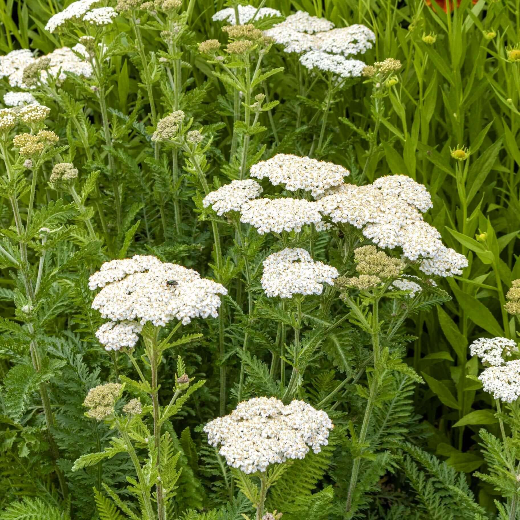 White Yarrow Achillea millefolium