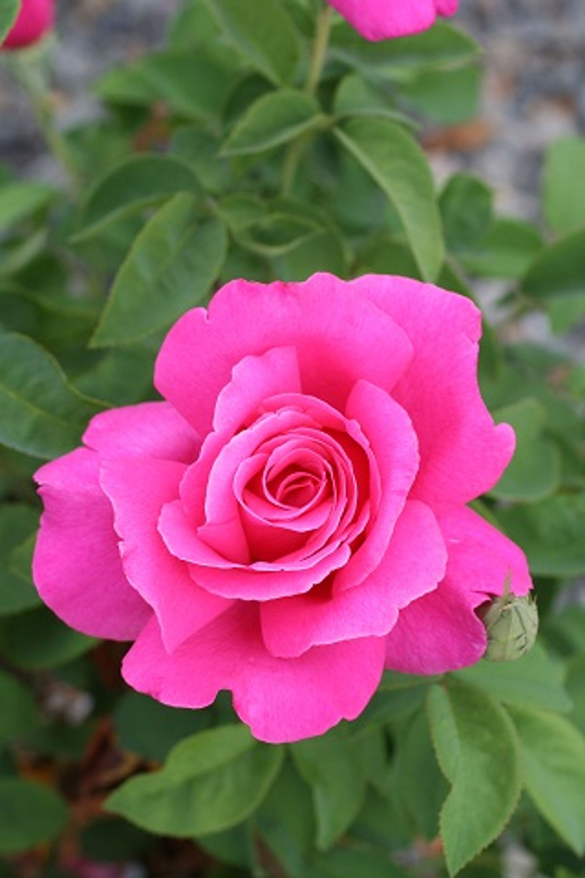 ROSA 'PERFUME DELIGHT' (HYBRID TEA)