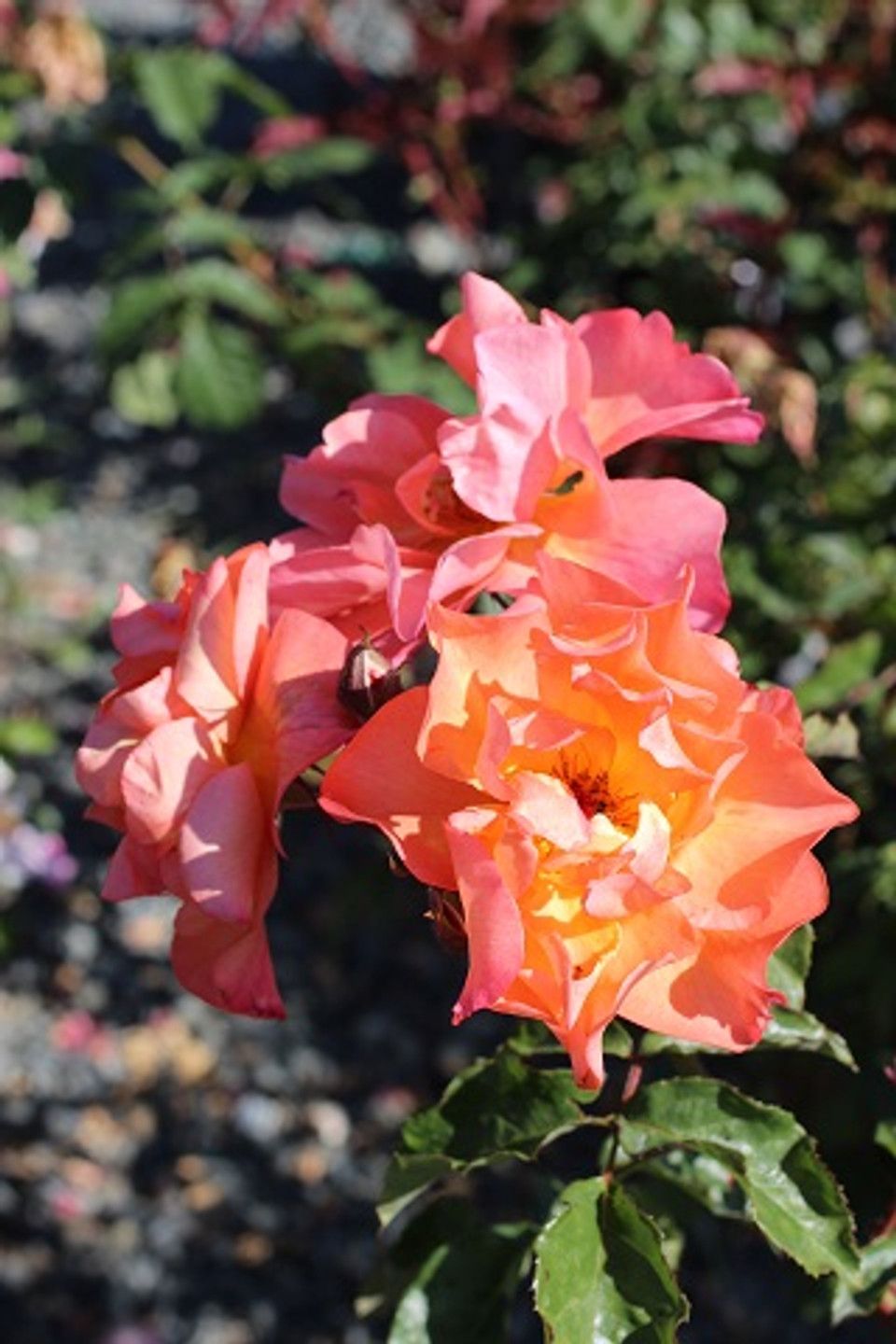 ROSA 'WESTERLAND' (CLIMBING)
