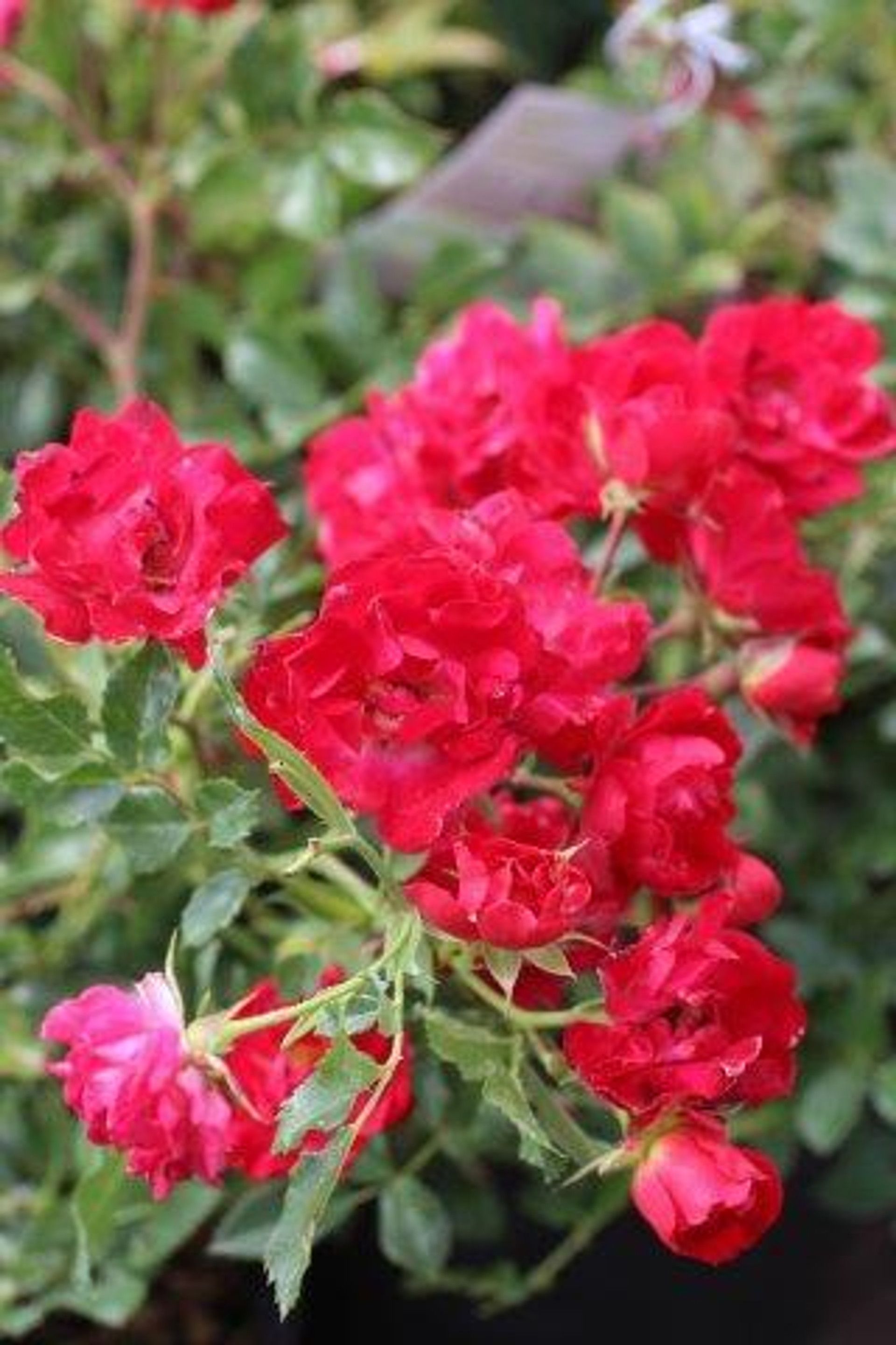 ROSA 'DRIFT RED'