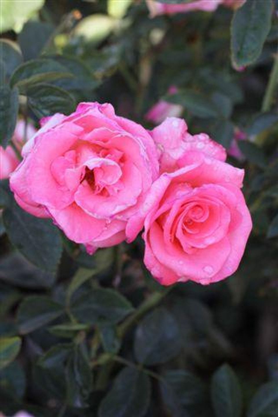 ROSA BRANDY (HYBRID TEA)