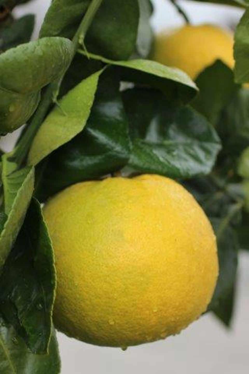 Oroblanco Grapefruit Tree