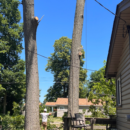 Tree Service Pictures | Irvine’s Tree Service LLC