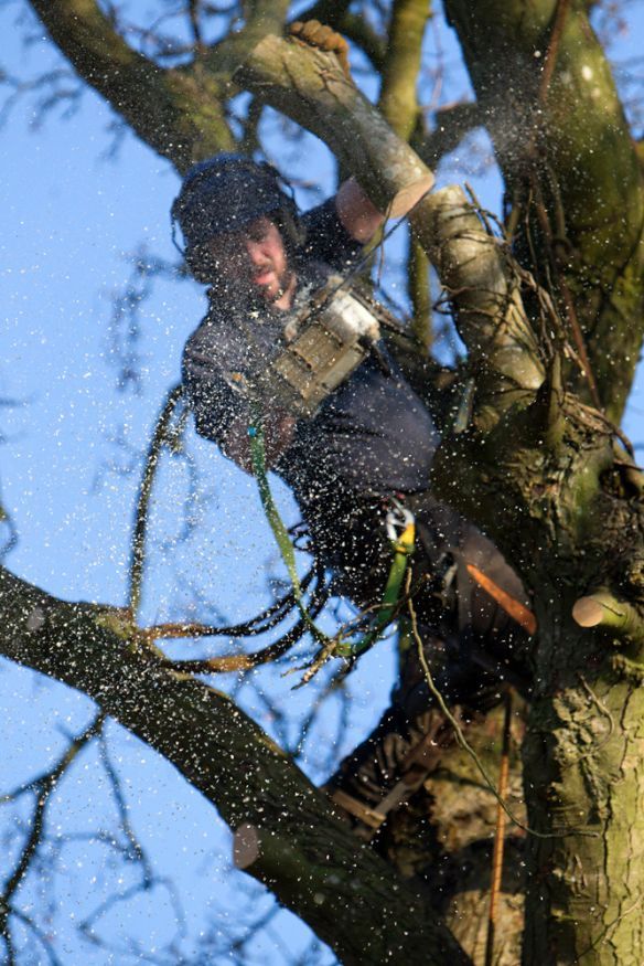 Tree Service, Tree Surgeons, And Arborists – Bournemouth And Poole