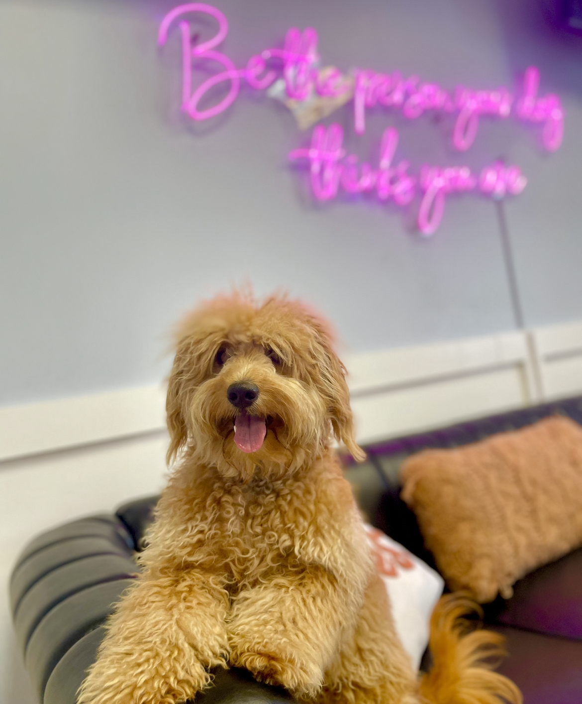 Dog Boarding Services | Jupiter, FL | 561-741-4373