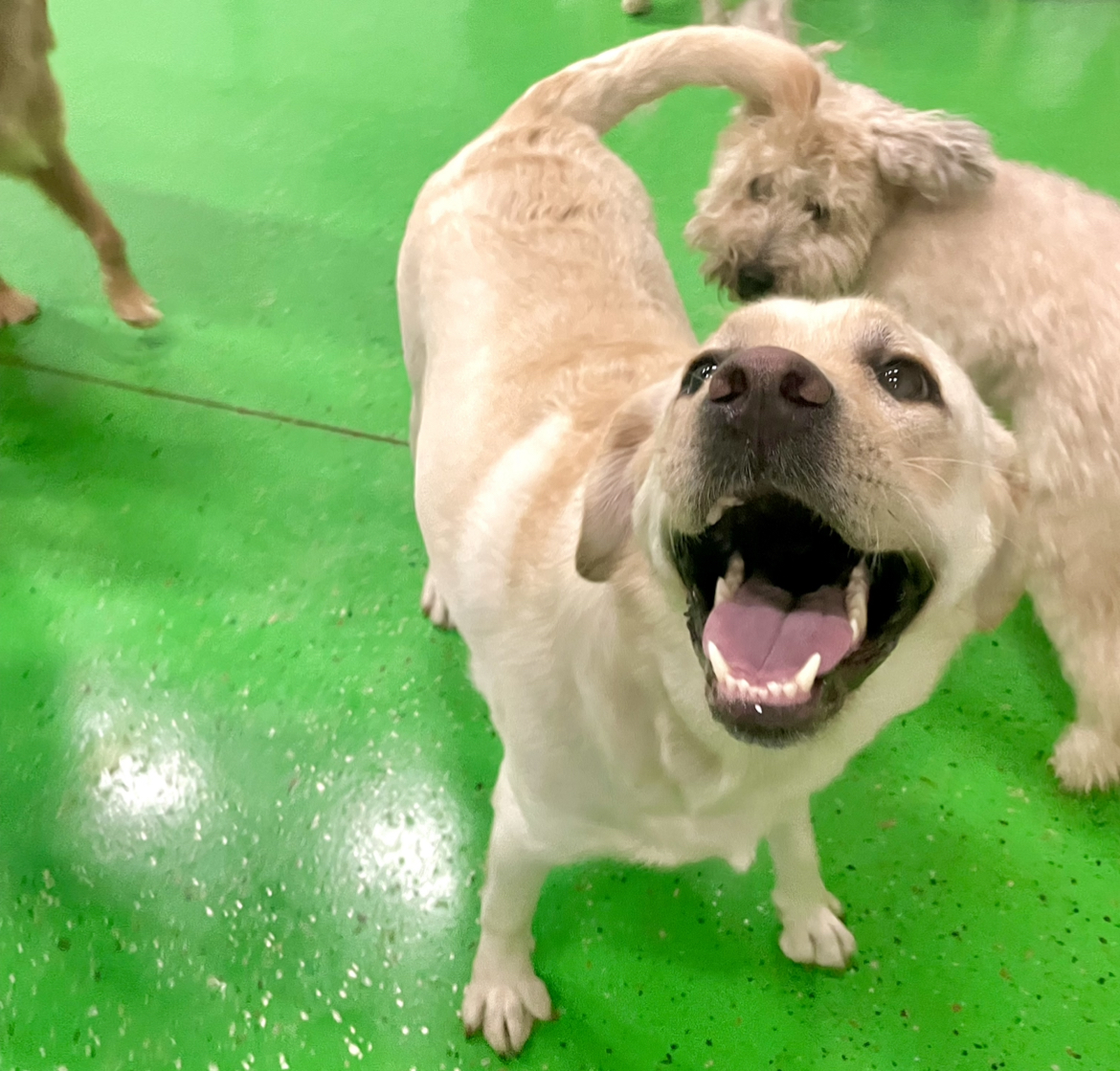 Dog Boarding Services | Jupiter, FL | 561-741-4373
