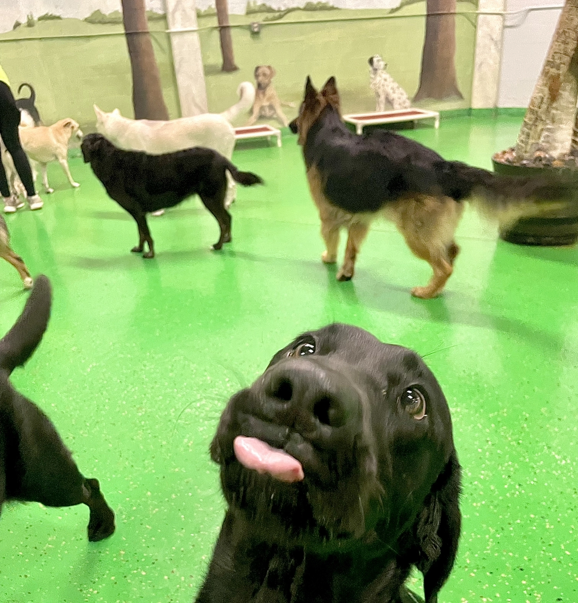 Dog Boarding Services | Jupiter, FL | 561-741-4373