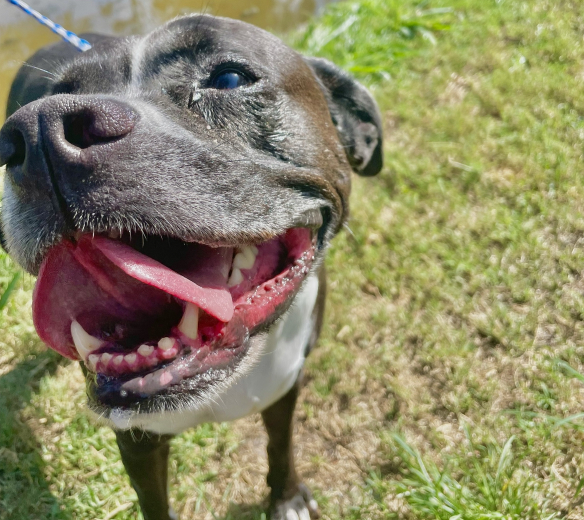 Dog Boarding Services | Jupiter, FL | 561-741-4373