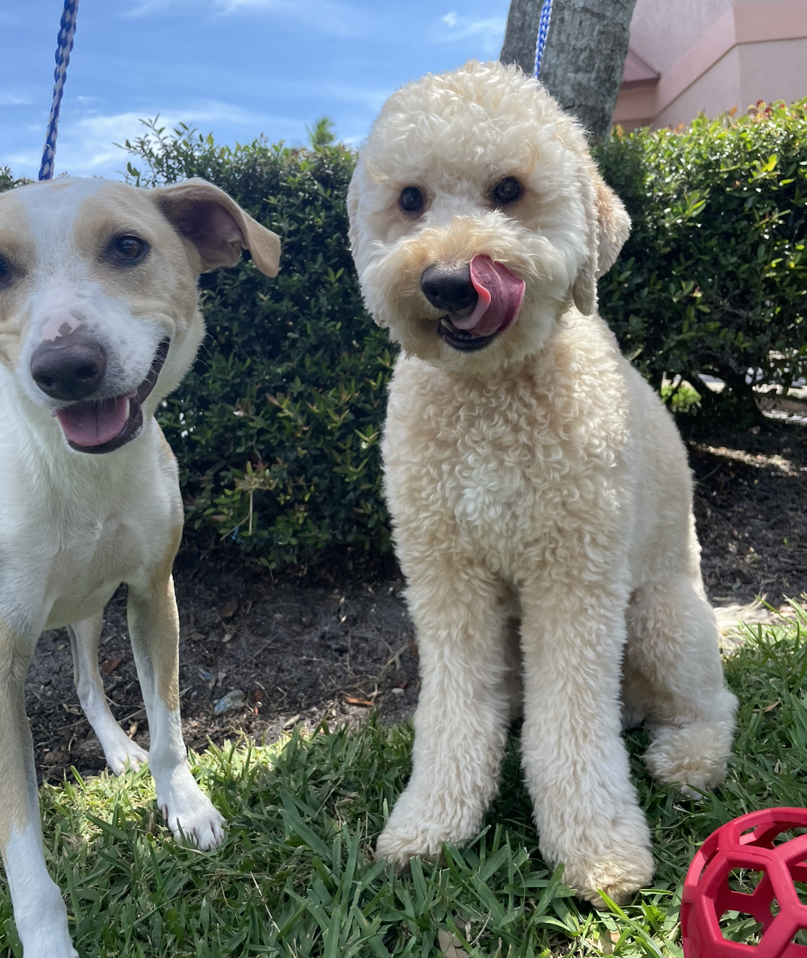 Dog Boarding Services | Jupiter, FL | 561-741-4373