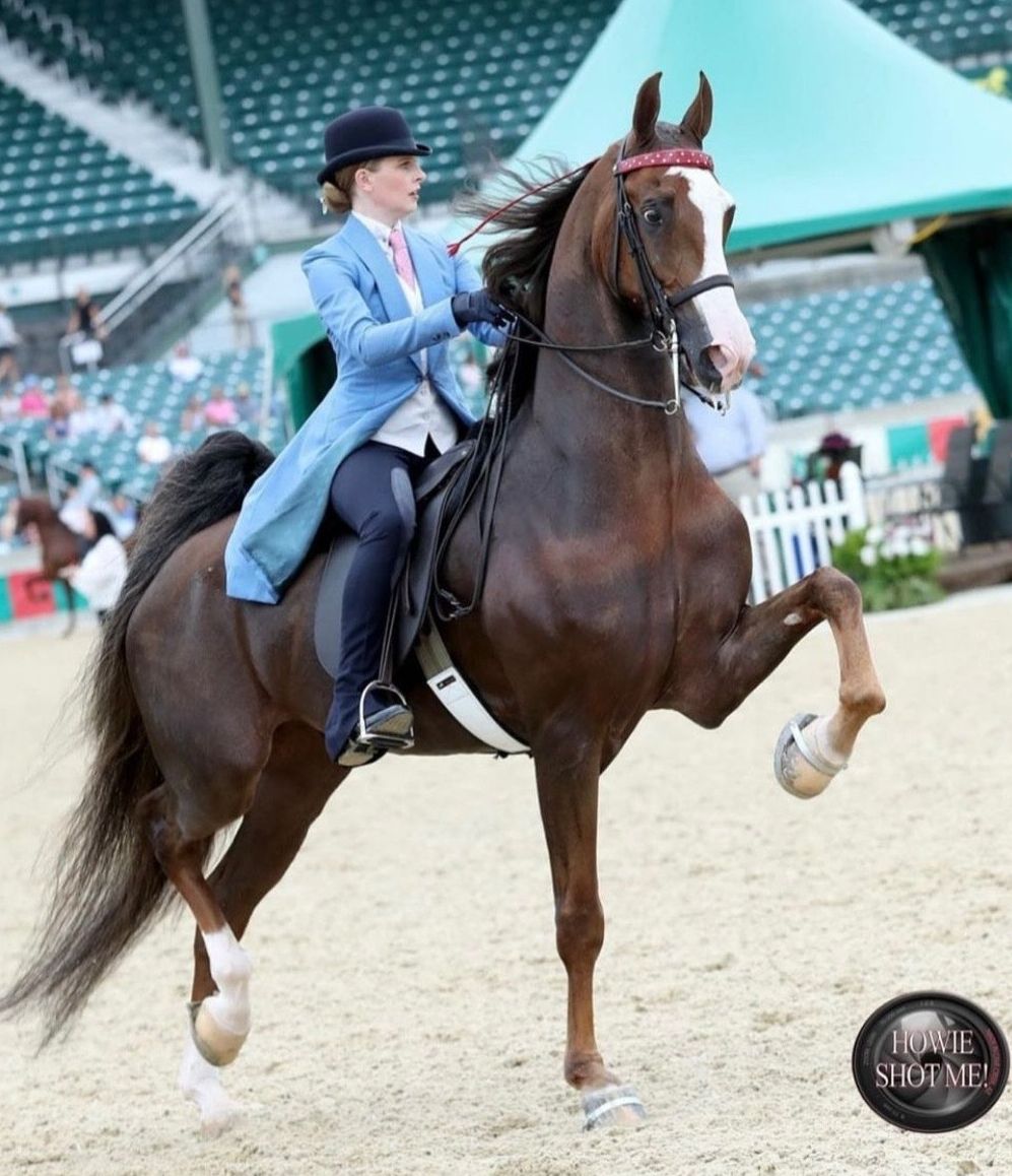 Show Horse Training & Boarding near Charlotte, NC • Lenux Stables ...