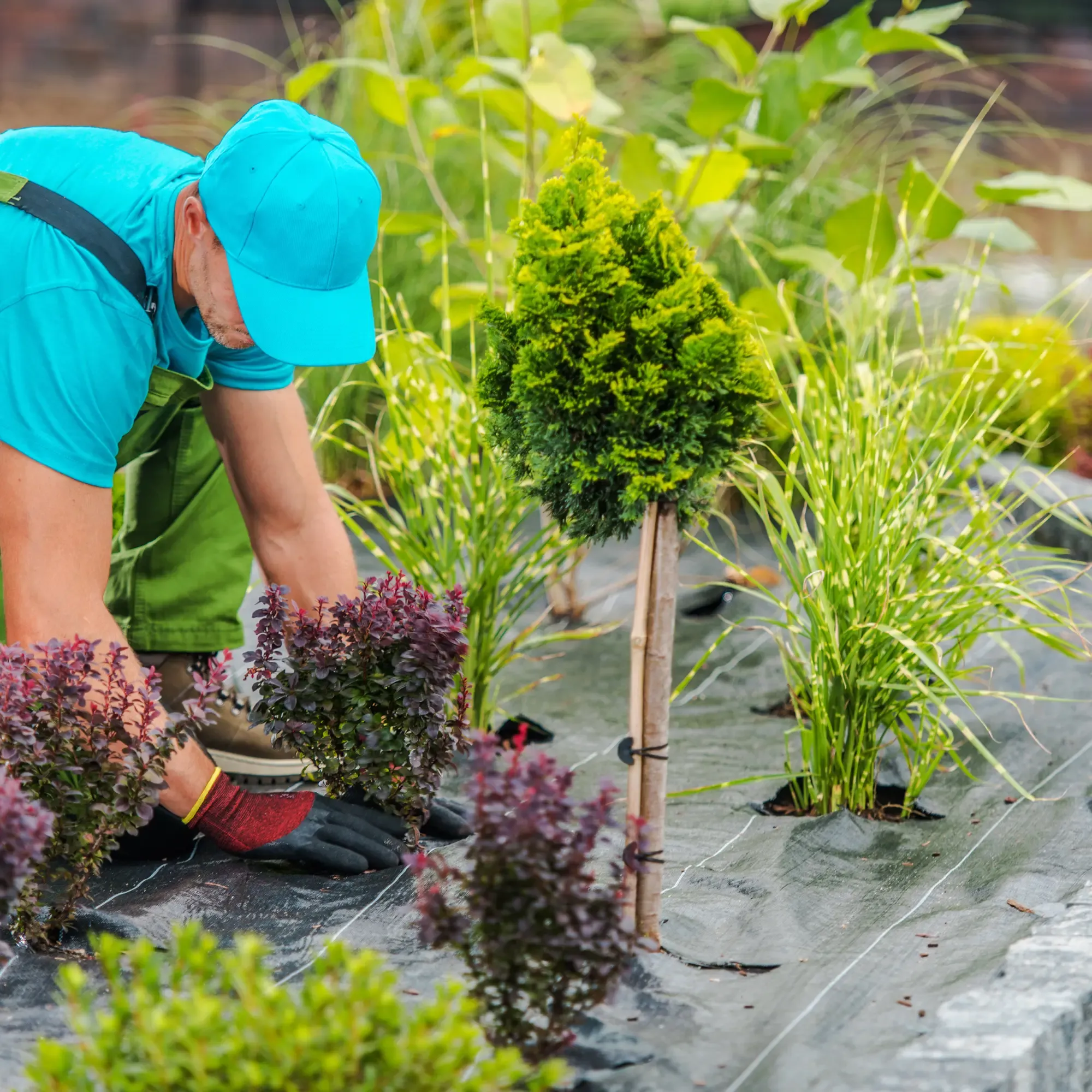 Professional Lawn Care & Landscaping Services