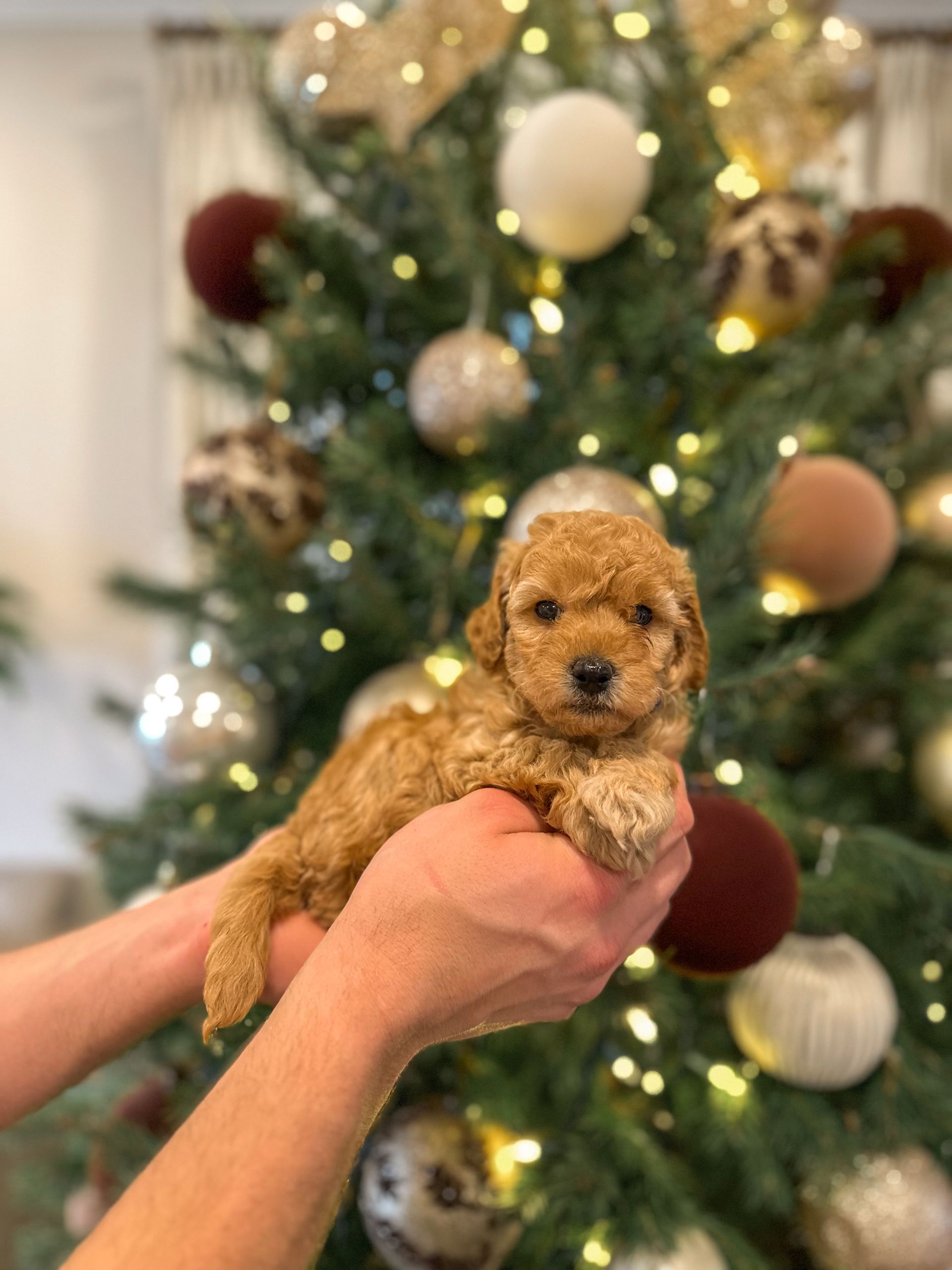 Homemade Puppies | The Mid-Atlantic’s Boutique Puppy Network