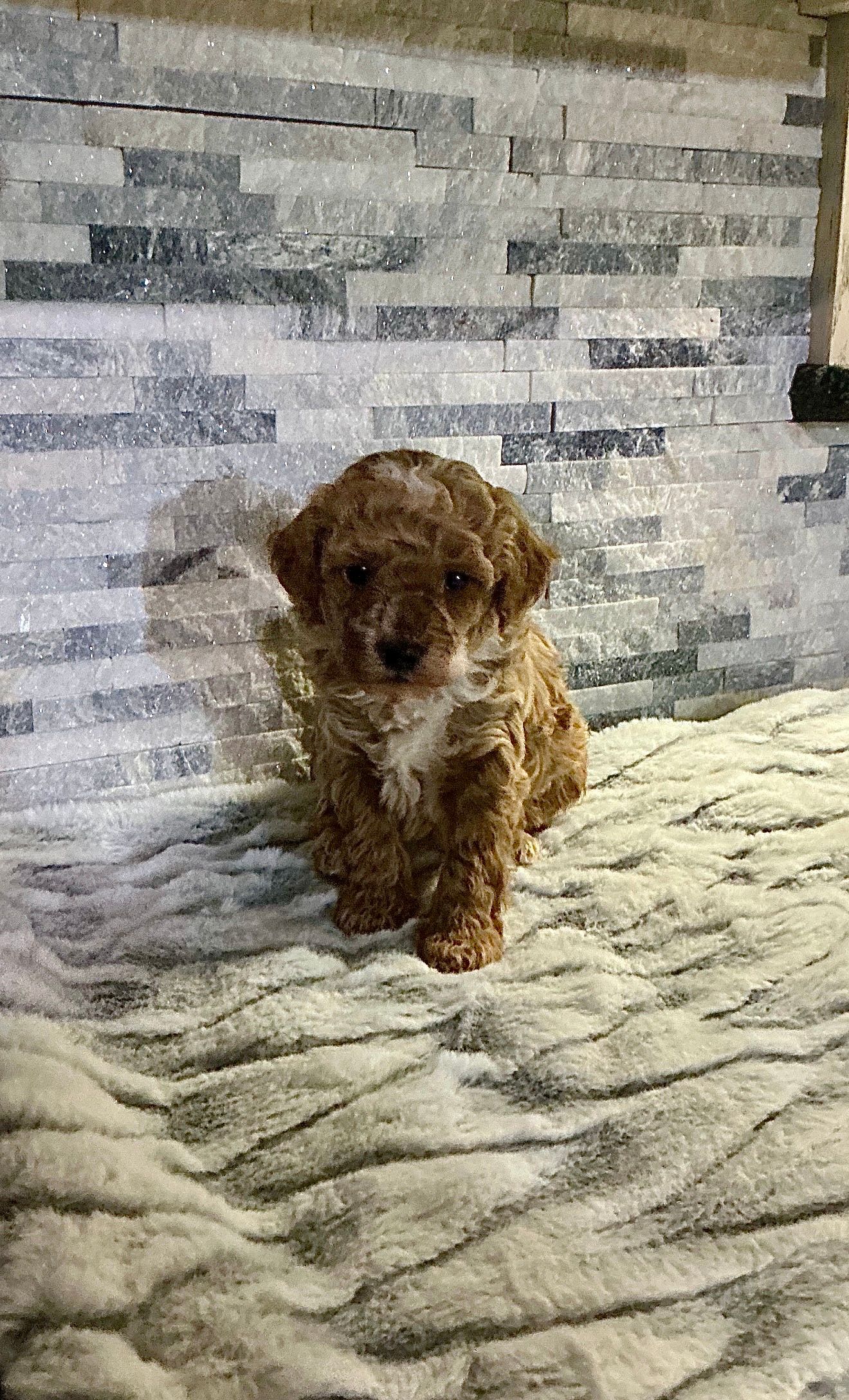 Puppies - Homemade Puppies Ephrata Pa