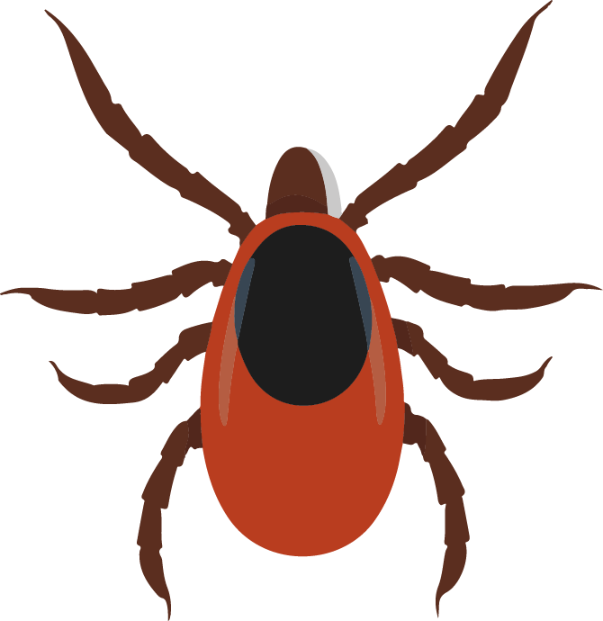 Pest Control | Rehoboth, MA | Flynn Pest Control