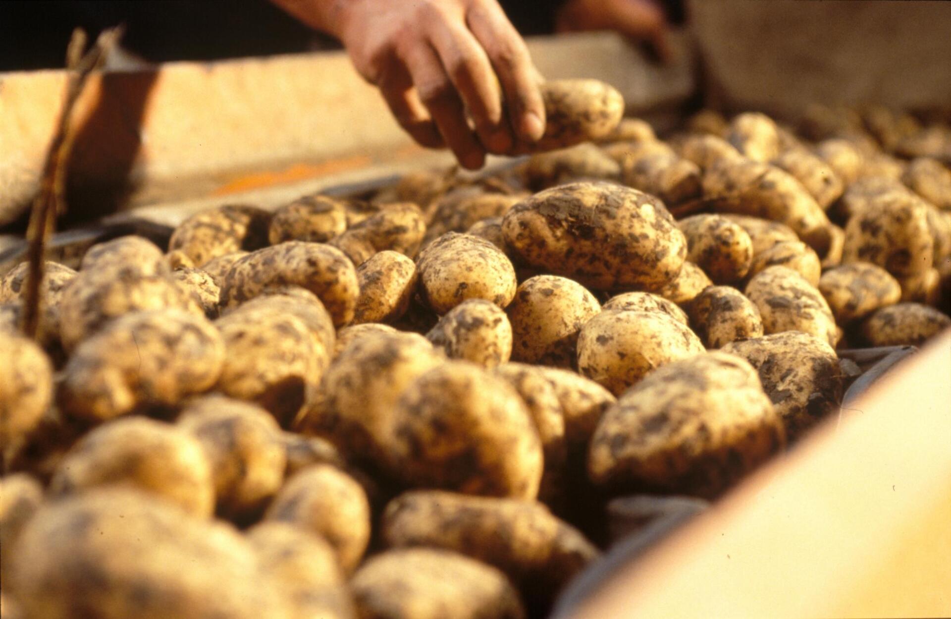 Potato delivery | Vic Graham & Son Ltd | Manchester