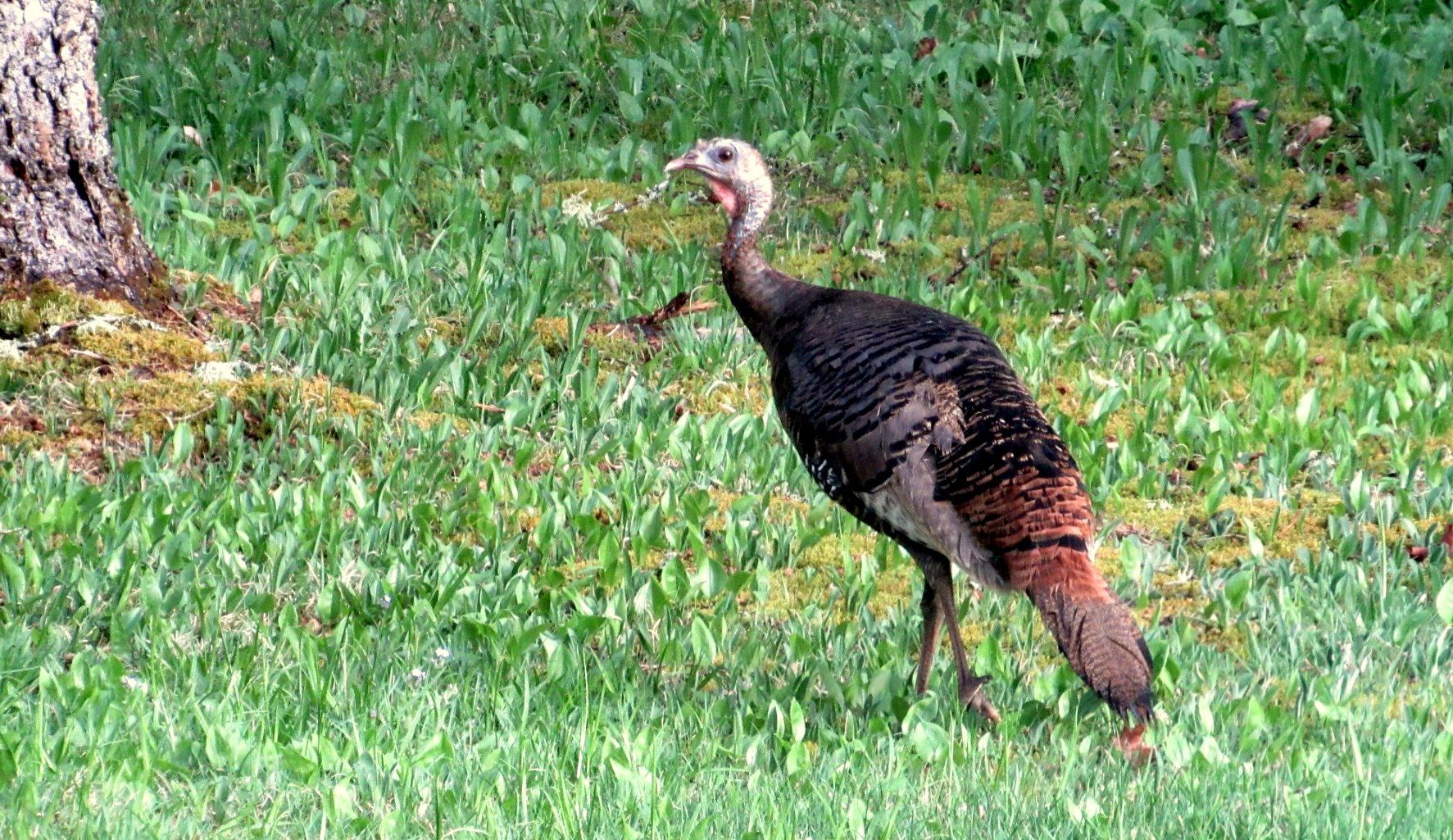 Gallery of Photos | Burke, Vermont