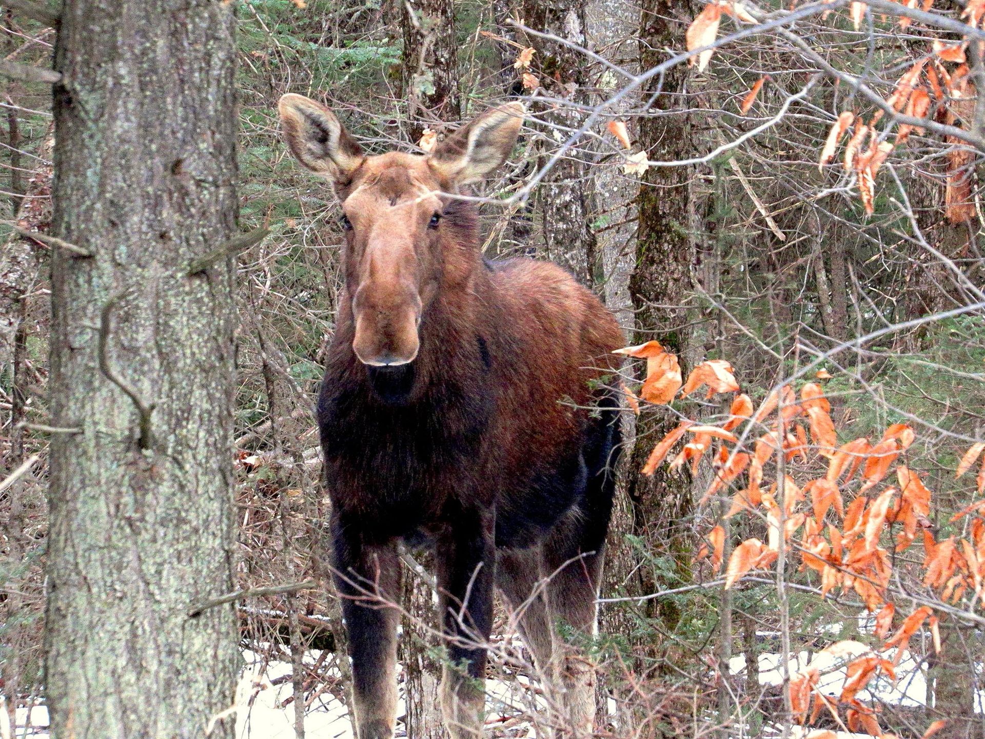Gallery of Photos | Burke, Vermont
