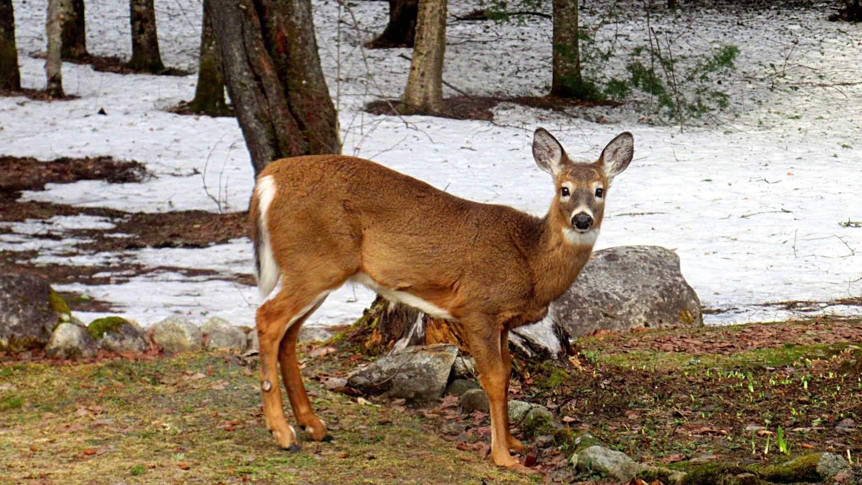 Gallery of Photos | Burke, Vermont