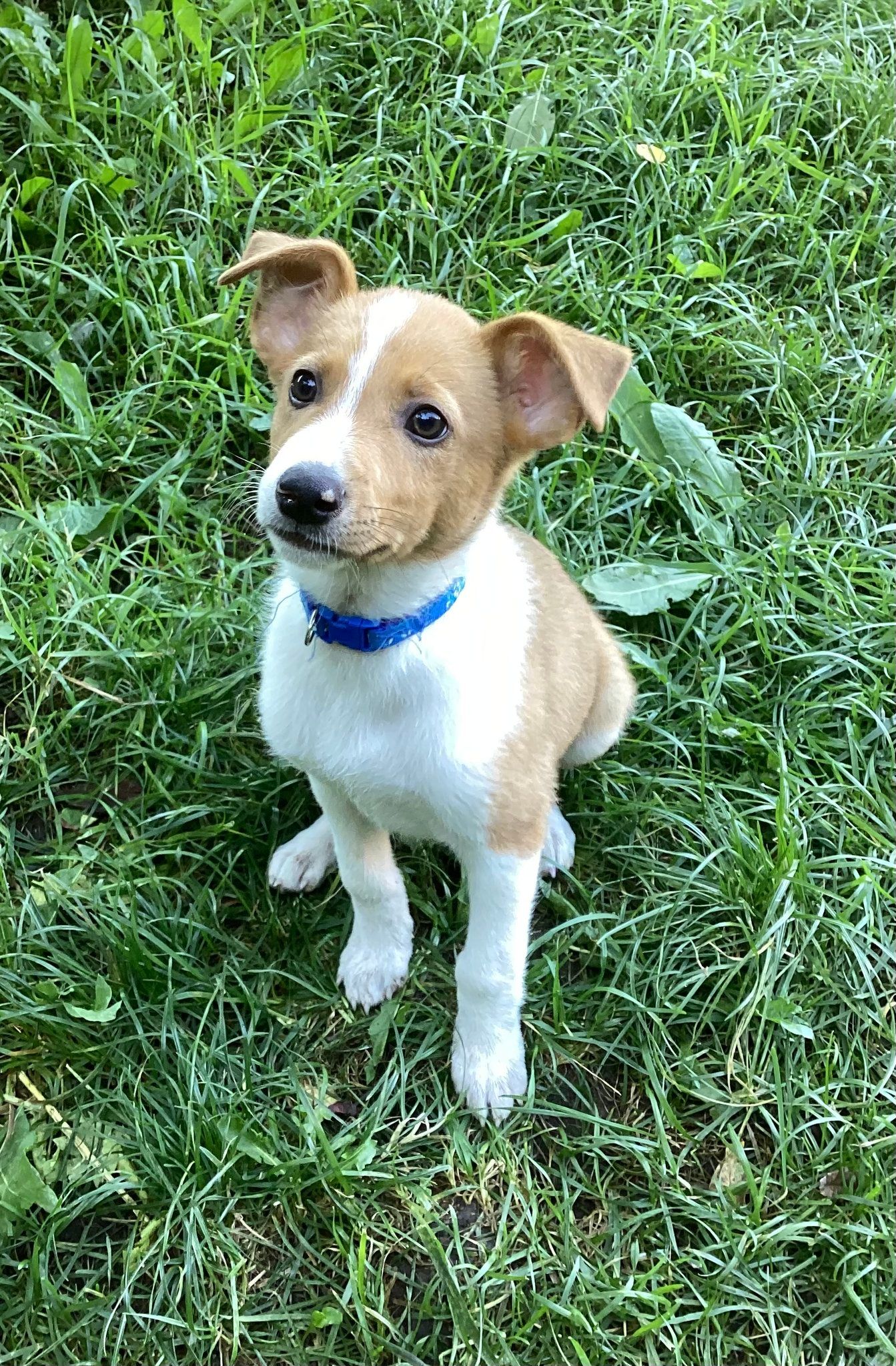 Heart Animal Rescue - Adopt