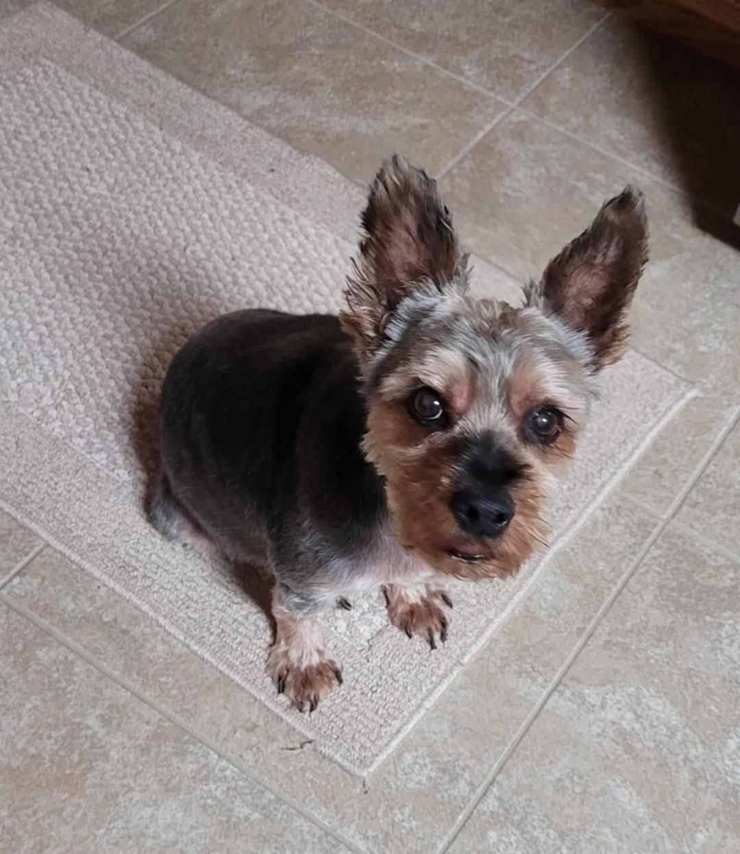 Heart Animal Rescue - Adopt