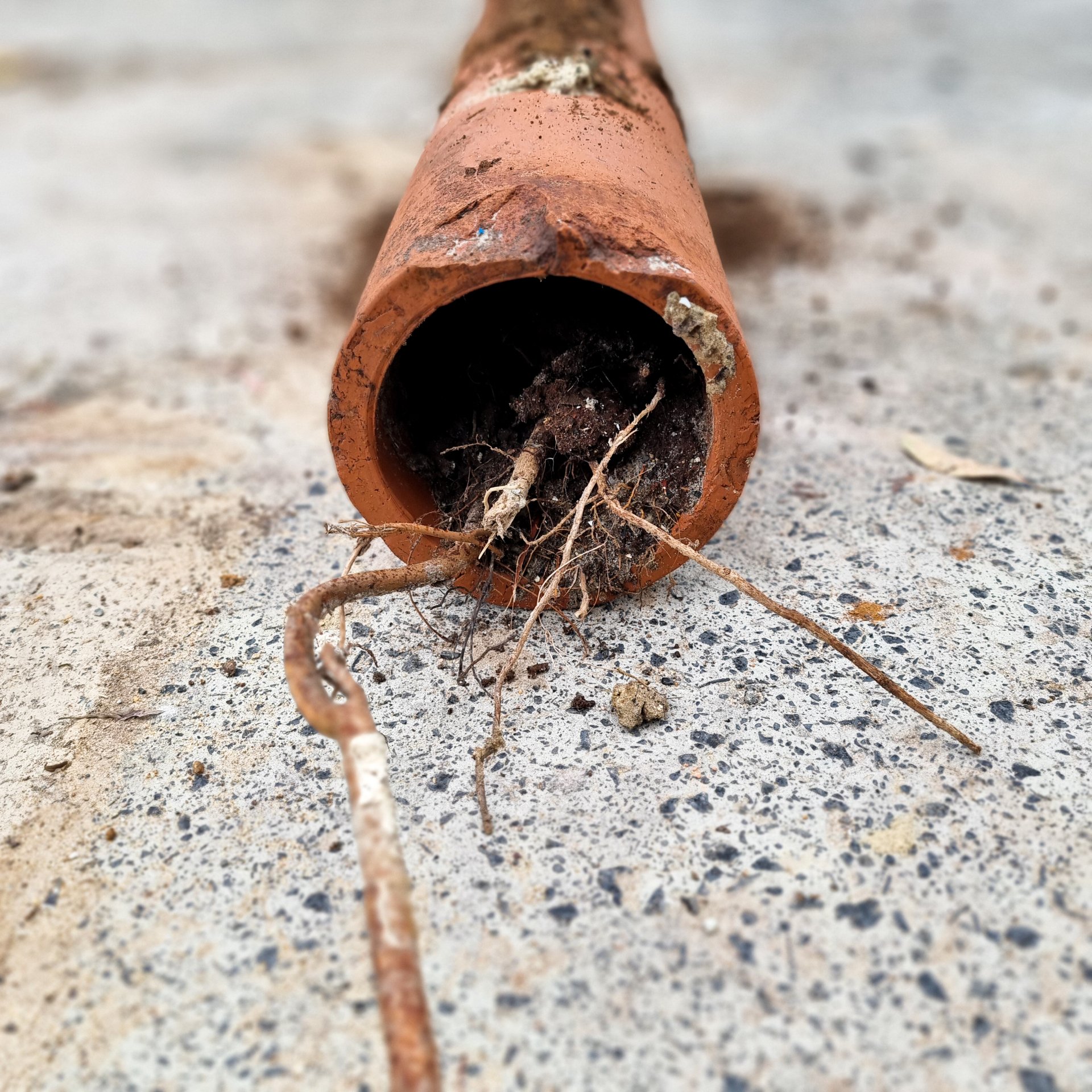 Clearing Tree Roots in Pipes That Cause Blocked Drains Near You