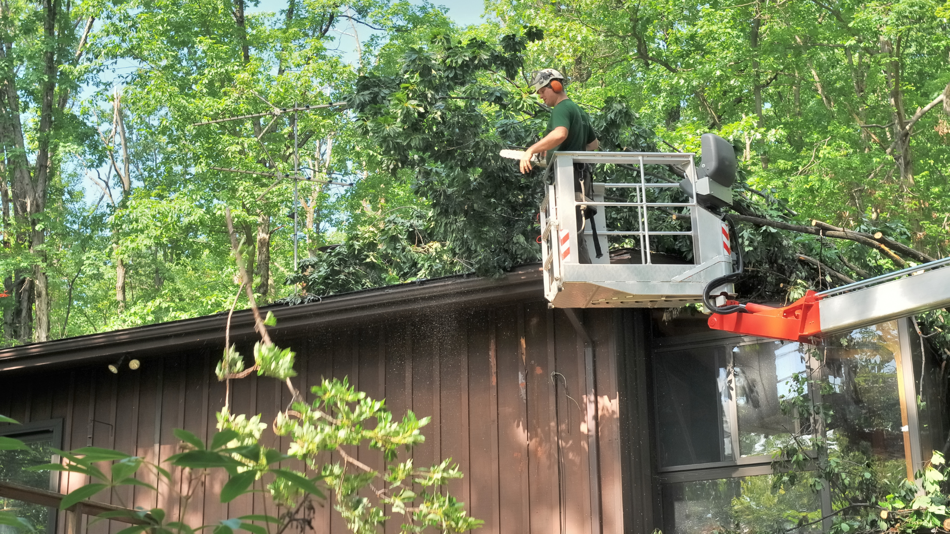 Paradise Tree Service - Top Rated Tree Service - San Luis Obispo ...