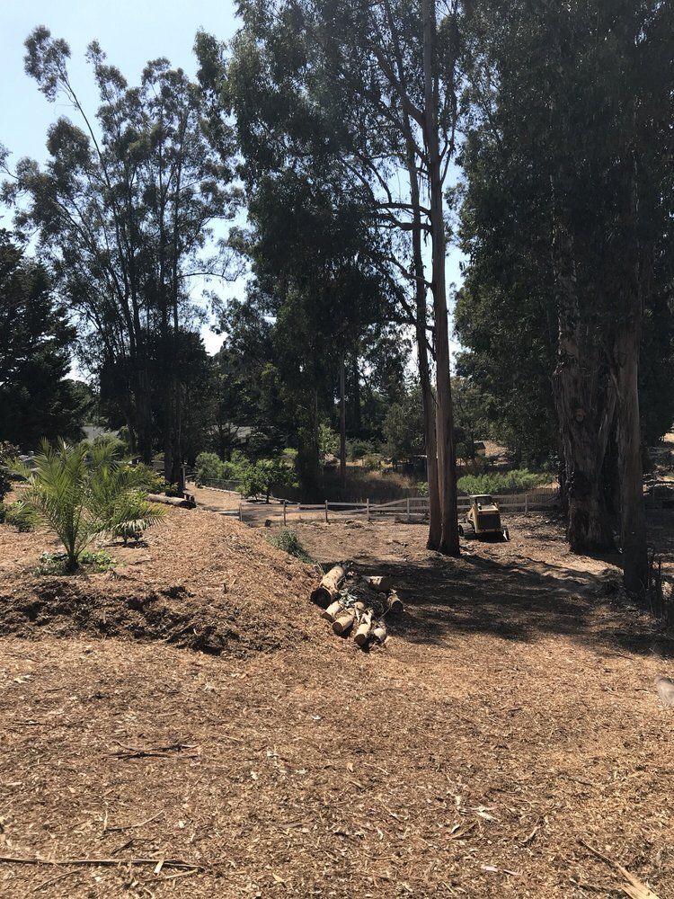 Paradise Tree Service - Top Rated Tree Service - San Luis Obispo ...